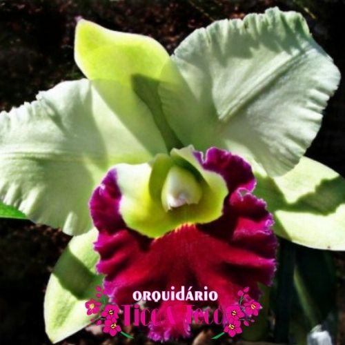 Shop - Orquidário Tico e Teco