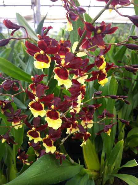 Oncidium Vulcano Trick B/25 – Orquidário Tico e Teco