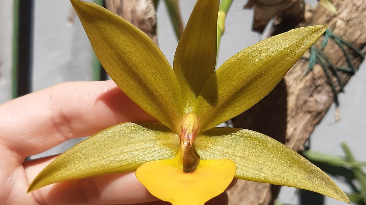 Cycnodes Opalina – Orquidário Tico e Teco