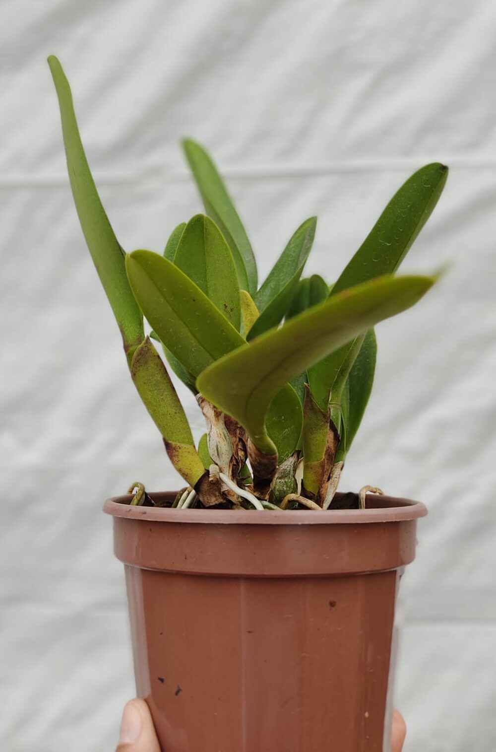 BLC. Edisto New Berry – Orquidário Tico e Teco