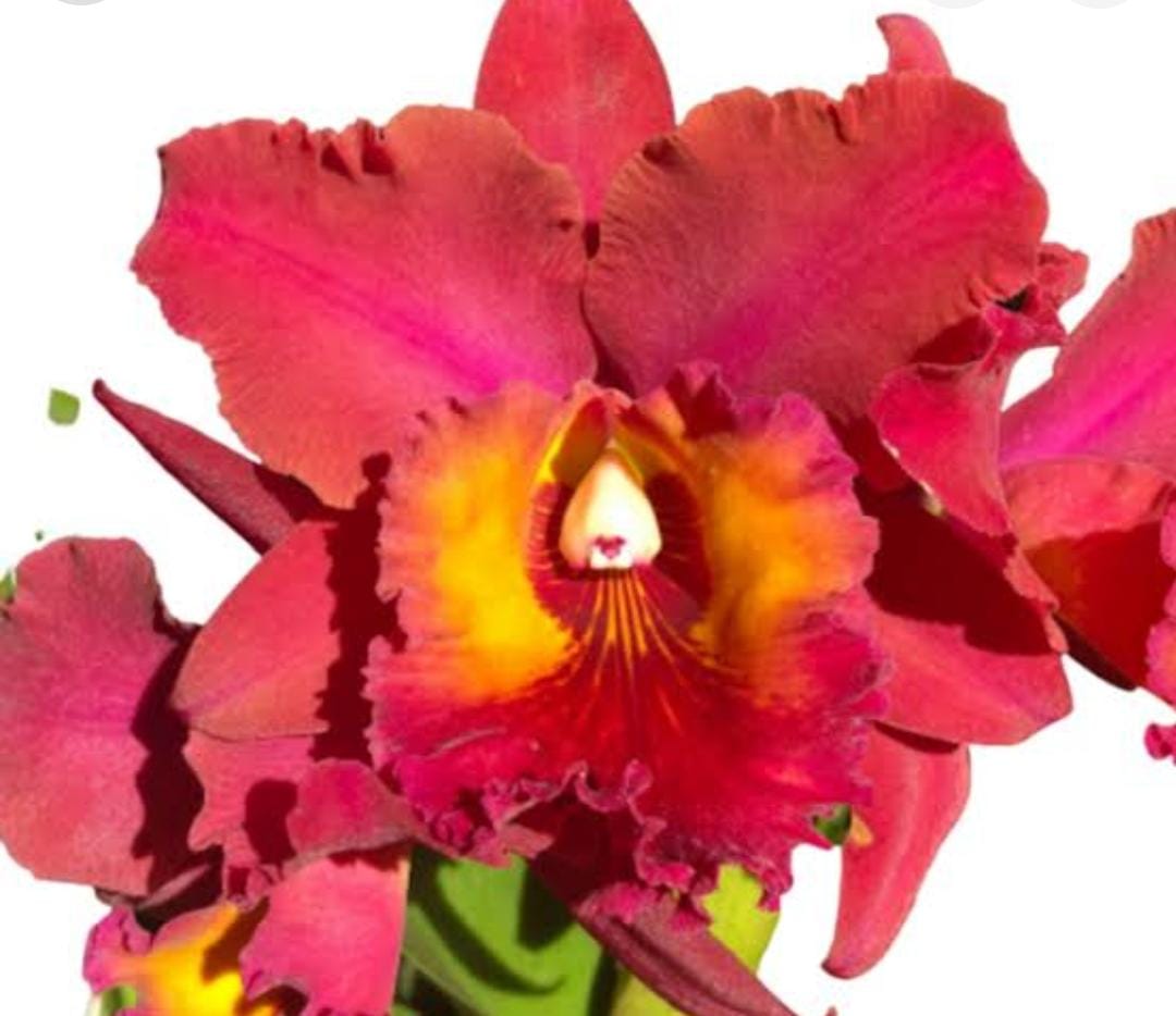 BLC Maripá B14 – Orquidário Tico e Teco