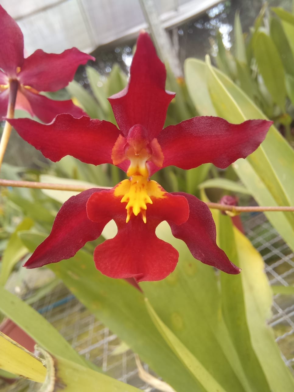 Oncidium Wilsonara Chuva de Amor – Orquidário Tico e Teco