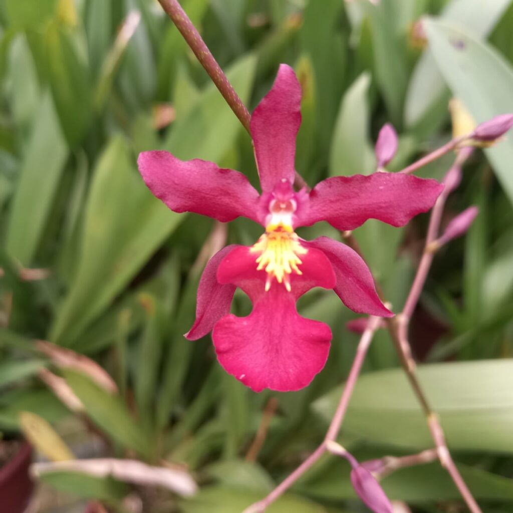 Oncidium Wilsonara Chuva de Amor – Orquidário Tico e Teco