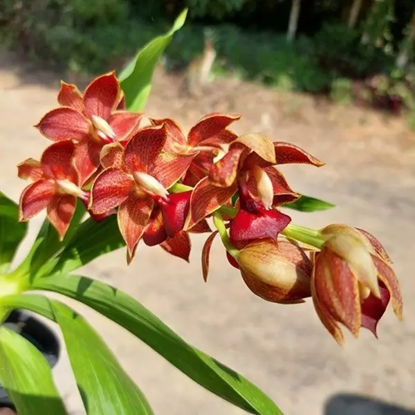 Cycnodes Jumbo Empire – Orquidário Tico e Teco