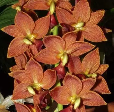 Cycnodes Jumbo Empire – Orquidário Tico e Teco