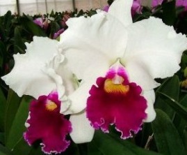 BLC. Melody Fair Carol – Orquidário Tico e Teco