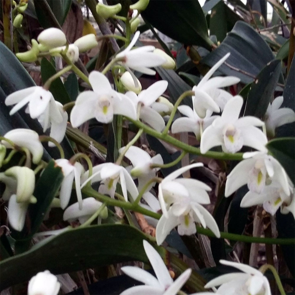 Dendrobium Kingianum Alba – Orquidário Tico e Teco